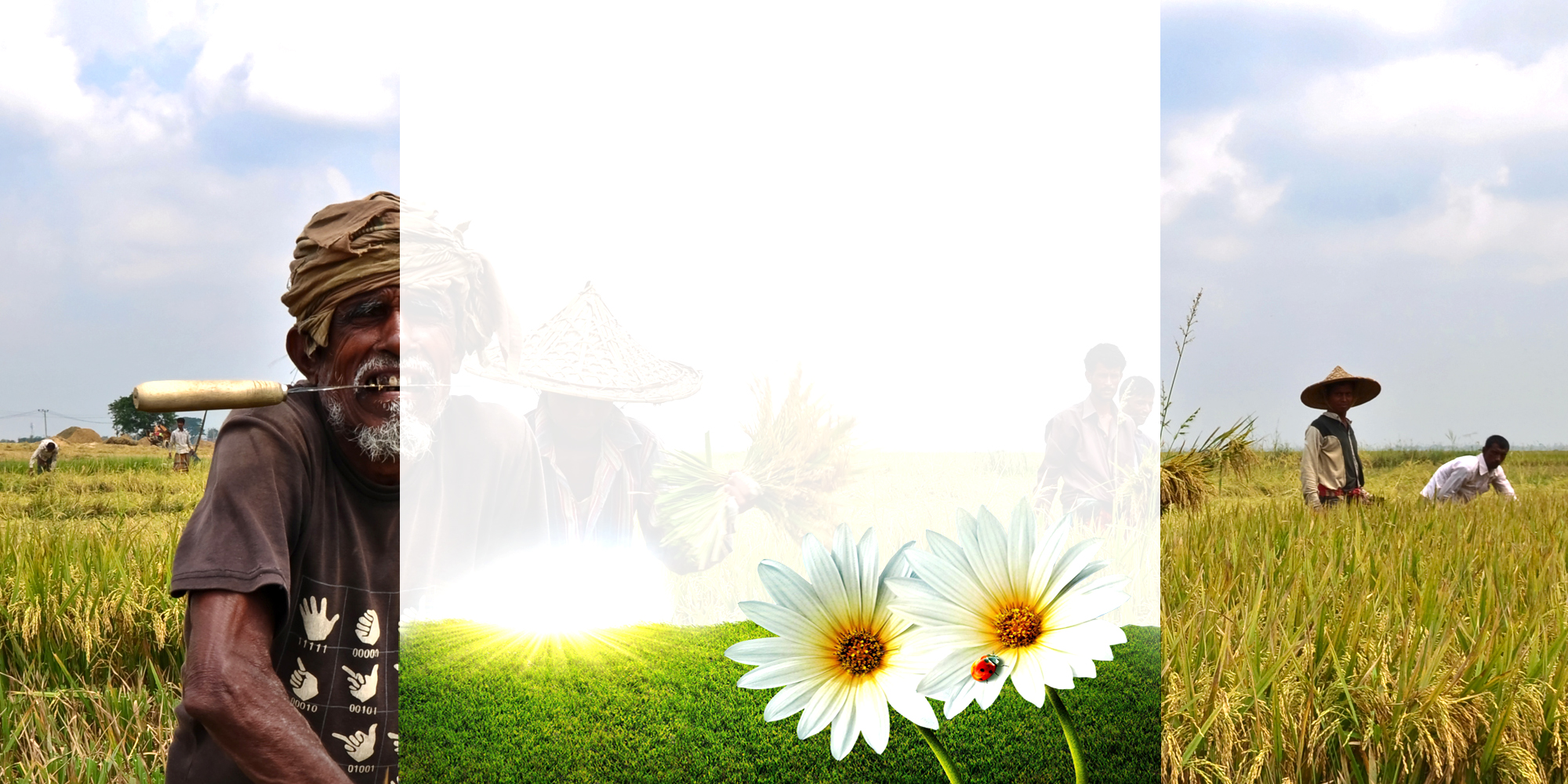 AGRICULTURE-BACKGROUND-TEMP1.jpg - St Maarten Argriculture