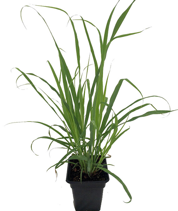 Lemon Grass - St Maarten Argriculture