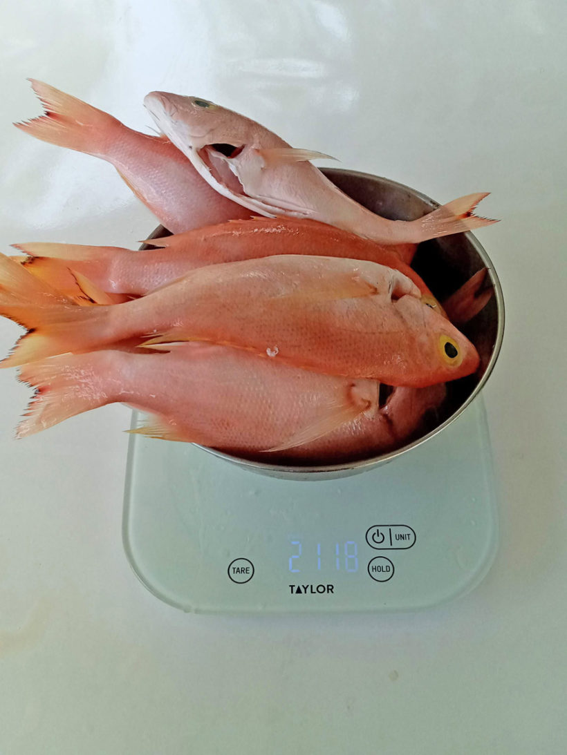 Red Snapper - St Maarten Argriculture
