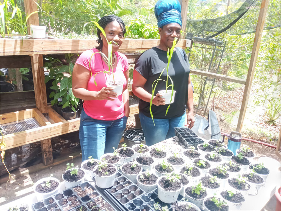 Eco Learning Week 4 - Plant Care, Maintenance & Plant Production ...